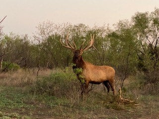 Tuttle Ranch Bull Elk Hunt Raffle Ticket | Tuttle Ranch White Tail ...